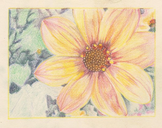 Technique-of-the-Week — Coloured Pencil Flower | Karen Gillmore Art