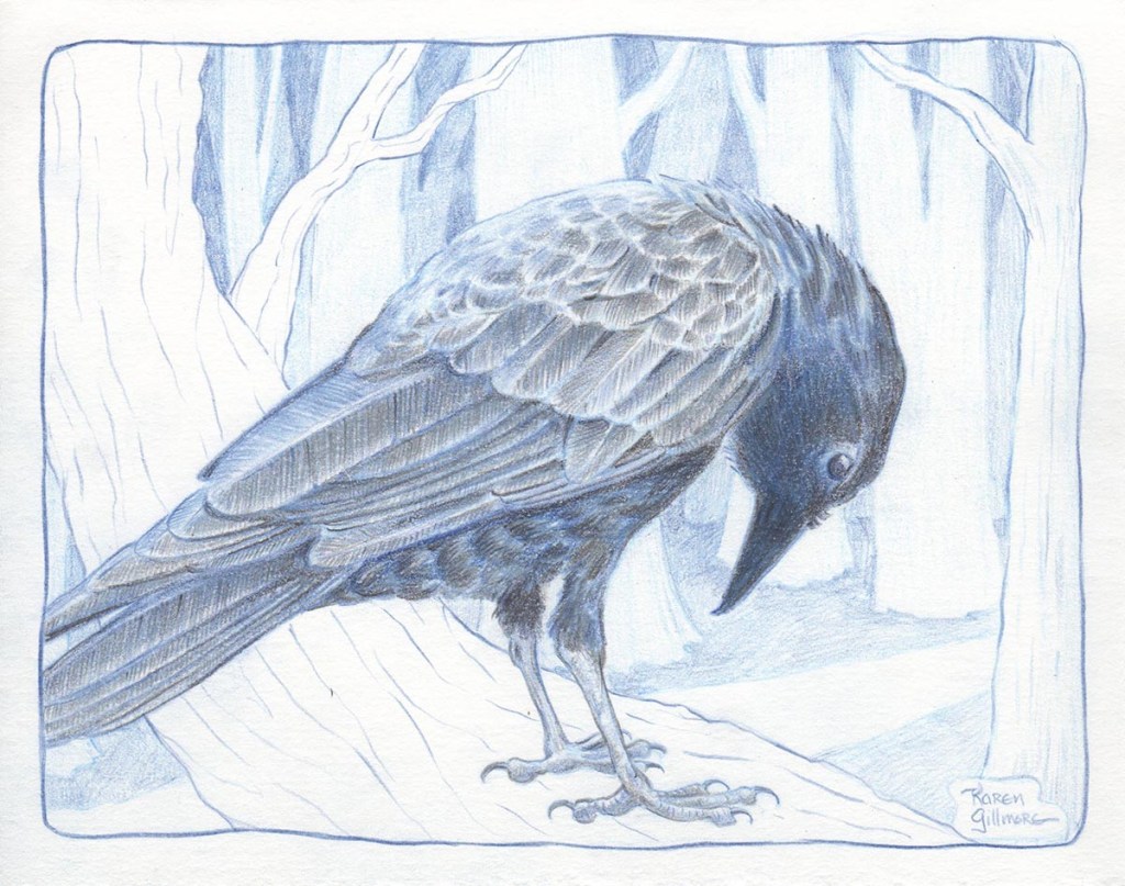 Drawing a Crow in Coloured Pencil | Karen Gillmore Art