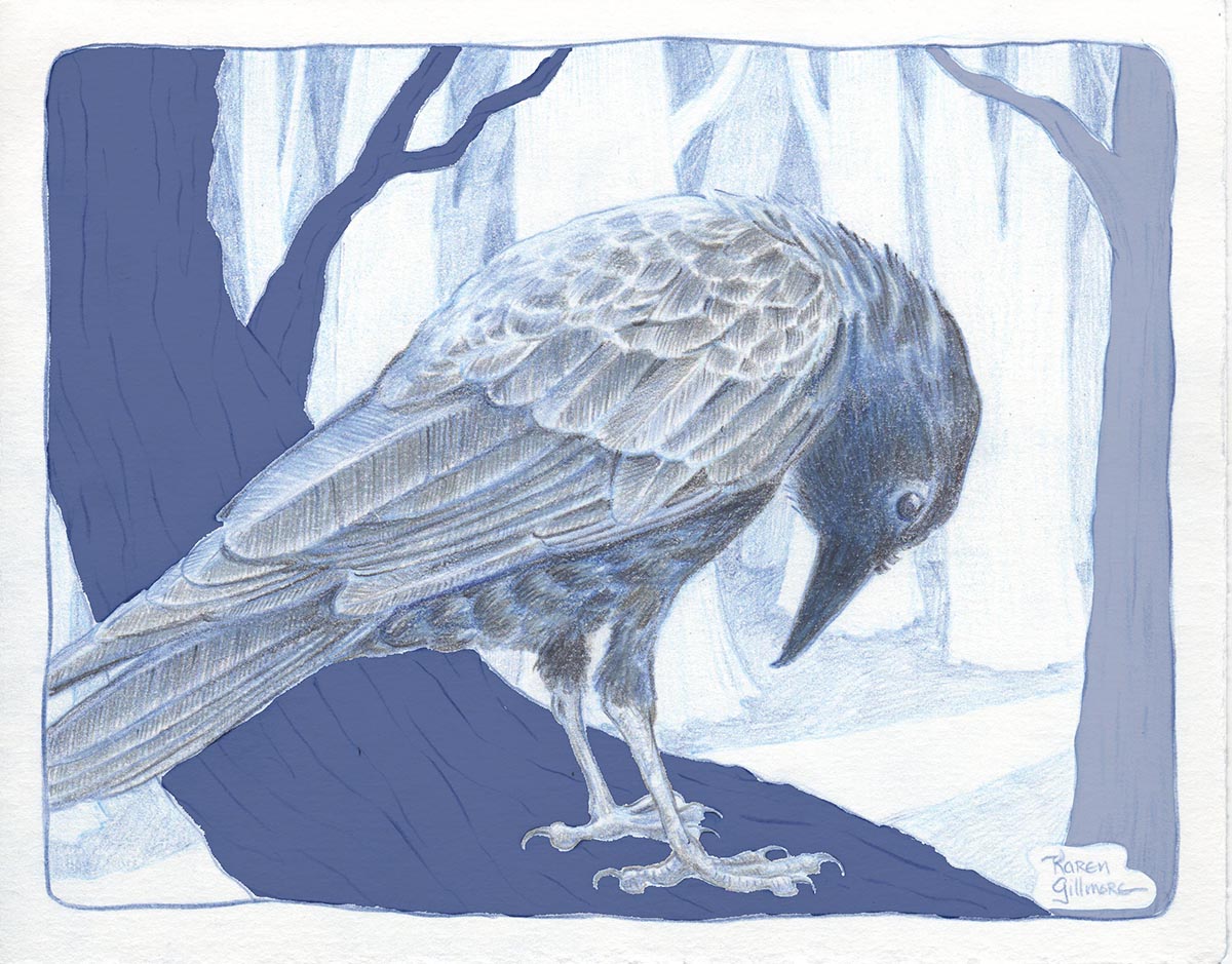 Drawing a Crow in Coloured Pencil | Karen Gillmore Art