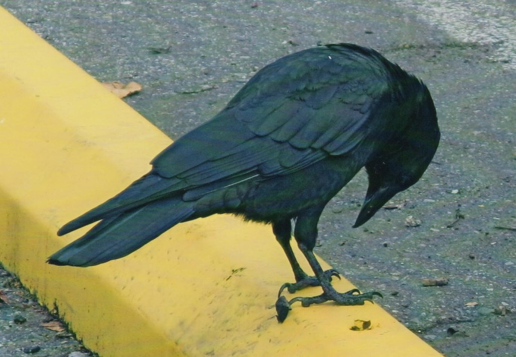 Drawing a Crow in Coloured Pencil | Karen Gillmore Art