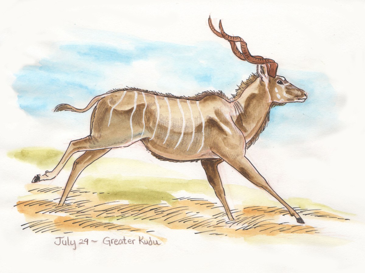 Greater Kudu Drawing Greater Kudu Mixed Media Painting By Gabriel